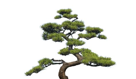松树2