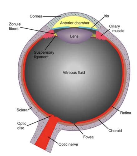 Lecture 18 Visual System 1 Eye Retina And Transduction Flashcards