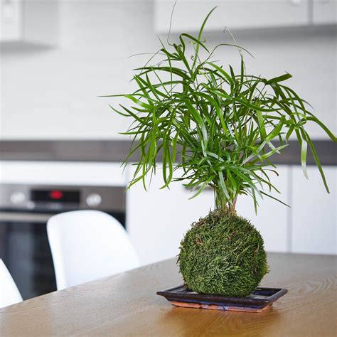 Easy Care Air Purifying Indoor Plants Asparagus Falcatus Fern