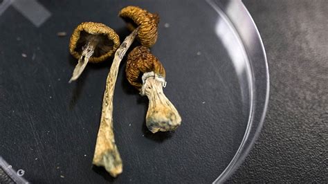 Single Dose Psilocybin Promising For Resistant Depression
