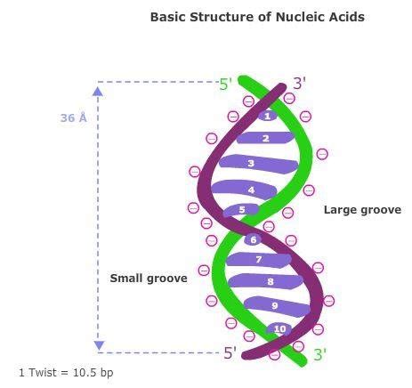 Basic Structure Of Nucleic Acids Download Scientific Diagram