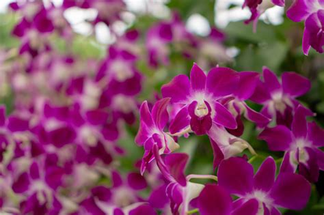 난초 정원 어두운 녹색 잎흐린 배경에 분홍색 꽃잎 Dendrobium 하이브리드 난초 꽃의 무리 0명에 대한 스톡 사진 및 기타