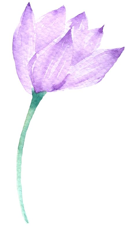 Violet Flower Watercolor Collection 10829455 Png