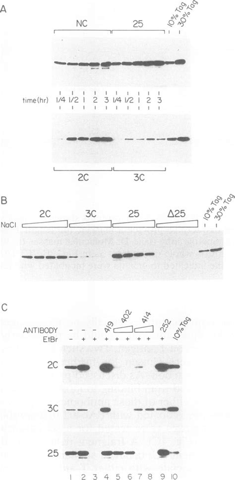 T Antigen Binding Properties Of Different P53 Fragments A The