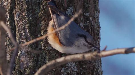 956 Bird Eating Bug Stock Videos Footage And 4k Video Clips Getty Images