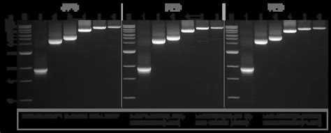 Induro® Reverse Transcriptase Neb