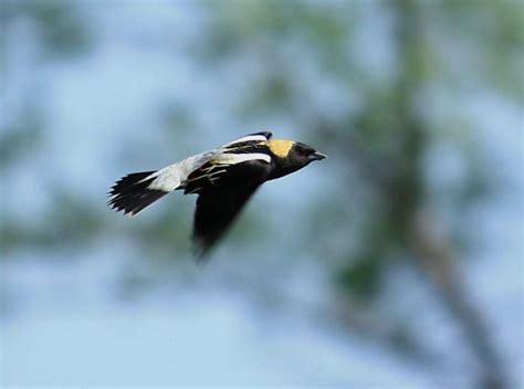 Bobolink Birdforum Opus Birdforum