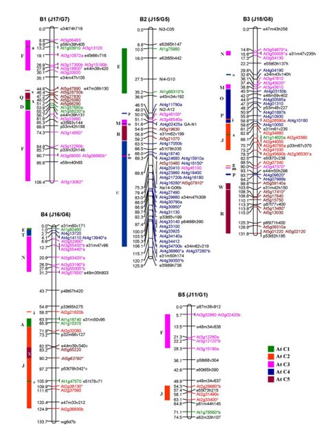 Genetic Map Of B Juncea Showing Five Linkage Groups Of The B Genome