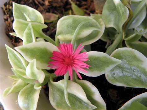Mesembryanthemum Cordifolium Variegatum World Of Succulents