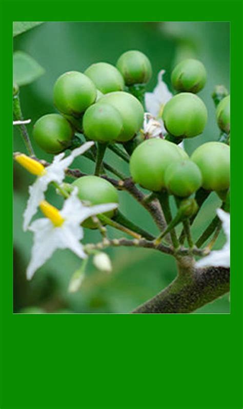சுண்டைக்காயை ஏன் அவசியம் சாப்பிடணும் தெரியுமா