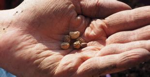 Les différents fruits et graines des plantes