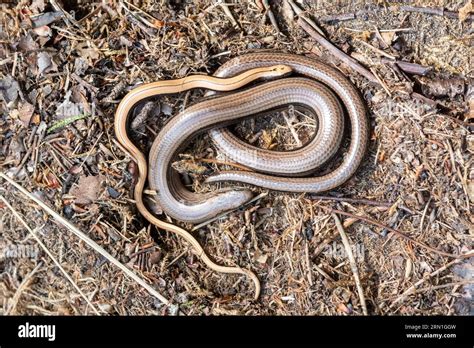 Slow Worms Anguis Fragilis An Adult Female Slow Worm With A Young