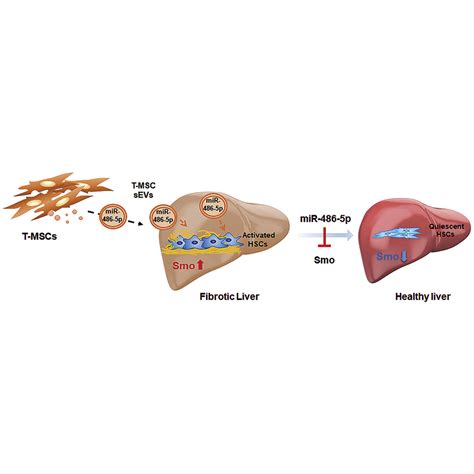 Mesenchymal Stem Cells Confocal
