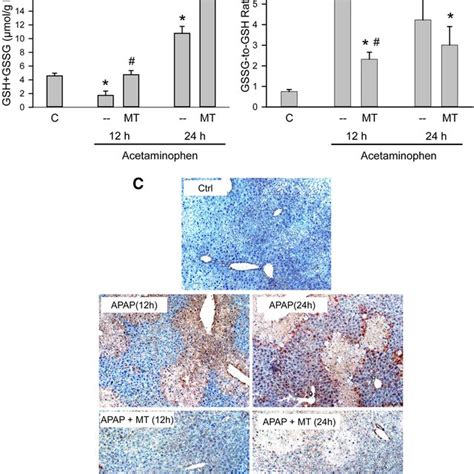 Mt Protected Against Late Phase Of Apap Hepatotoxicity Mice Were