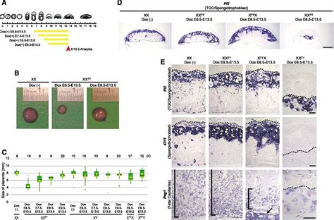 Lineage Specific Function Of The Noncoding Tsix Rna For Xist Repression