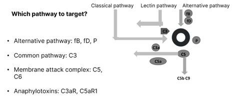 Recent Advances In Targeting Complement In Glomerular Disease European Medical Journal