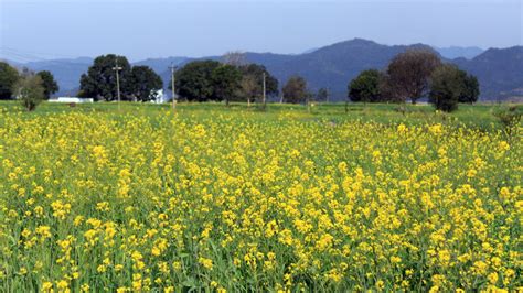 సేంద్రియ పద్ధతిలో ఆవాల సాగు Eruvaaka