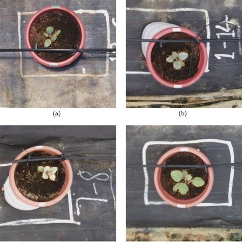 Leaf Detection Results From The Cauliflower Dataset Download Scientific Diagram