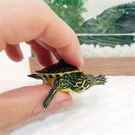 애완거북이 키우기 분양 완전쉽지 반수생 네이버 블로그