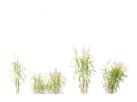 Artstation Miscanthus Floridulus Giant Chinese Silver Grass Resources
