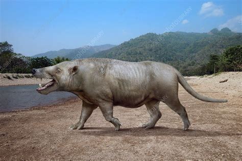 Andrewsarchus Size