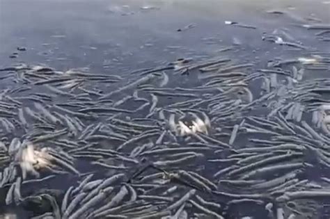 Lagoa Onde Fica Mina Da Braskem Registra Morte De Peixes 03 01 2024 Cotidiano Folha