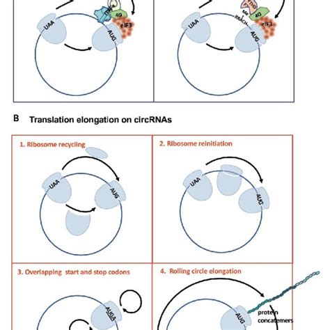 Pdf Circular Rna The Key For Translation