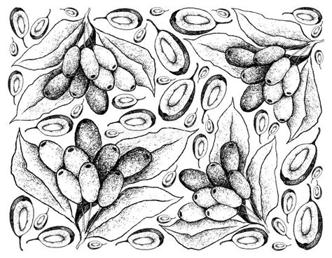 Java Plums Stock Illustrations 40 Java Plums Stock Illustrations