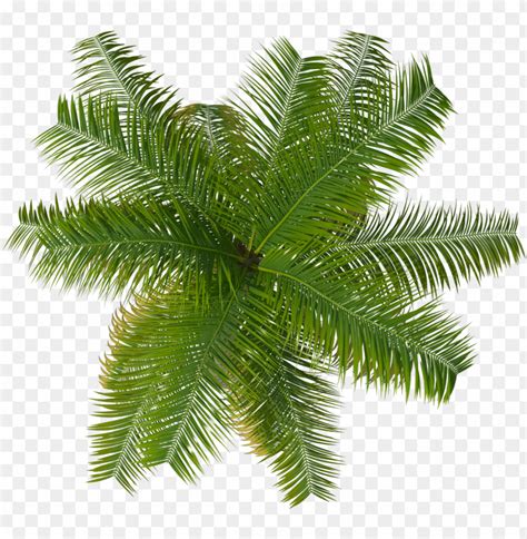 Free Download HD PNG Palm Tree Top Palm Tree Top View Png Free PNG Images ID 129116 TOPpng