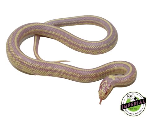 Albino Striped California Kingsnake For Sale Imperial Reptiles
