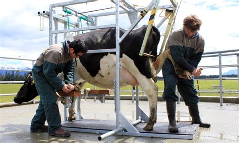 How Does A Cattle Crush Work Growing Magazine