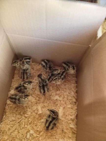10 Ringneck Pheasant Chicks 2 Days Old Permit Rogers Community