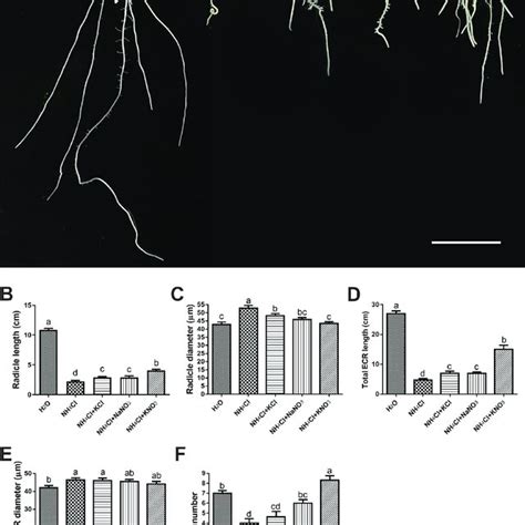 Root Architecture A Photograph Of Roots Grown For 7 Days Scale Bar Download Scientific