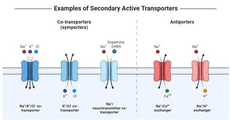 Active Transport An Overview Sciencedirect Topics 50 Off