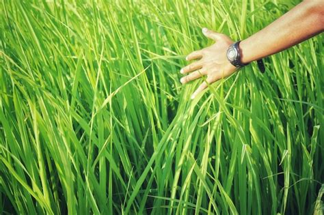 Premium Photo Cropped Hand Of Man Touching Grass