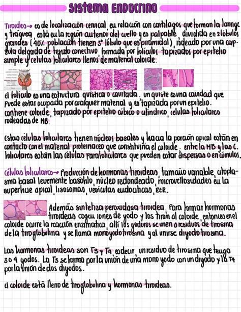 Histología Sistema Endocrino Medsense Udocz