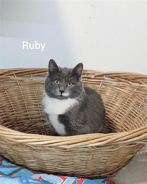 Meet Sweet Ruby She Can Spay Neuter Kingston Initiative