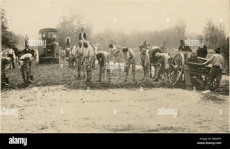 Cotton Its Uses Varieties Fibre Structure Cultivation And