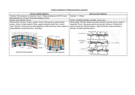 Un Cuadro Comparativo De Las Celulas Eucariotas Y Procariotas