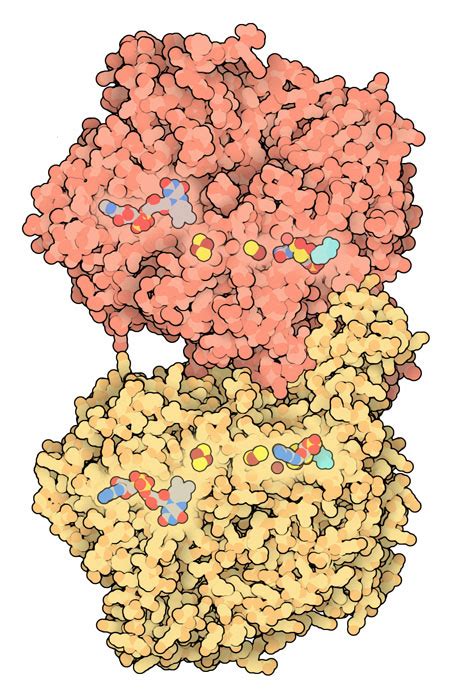 キサンチン酸化還元酵素 Xanthine Oxidoreductase 今月の分子 Pdbj 入門