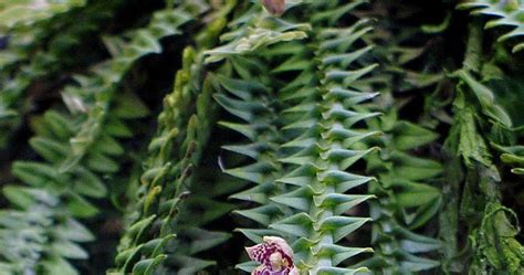 Cultura Guaraní Orquídea Dichaea pendula