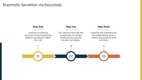 Enzymatic Secretion Via Exocytosis Process Ppt Designs Acp Ppt Sample