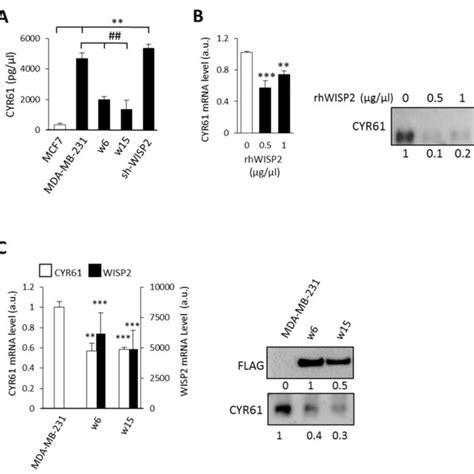 Wisp2 Downregulates Cyr61 Expression A Conditioned Medium From Human
