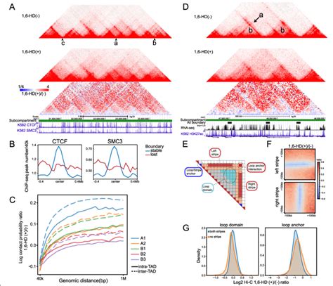 Active Chromatin Tads Loops Are More Sensitive To 1 6 Hd Treatment A Download Scientific