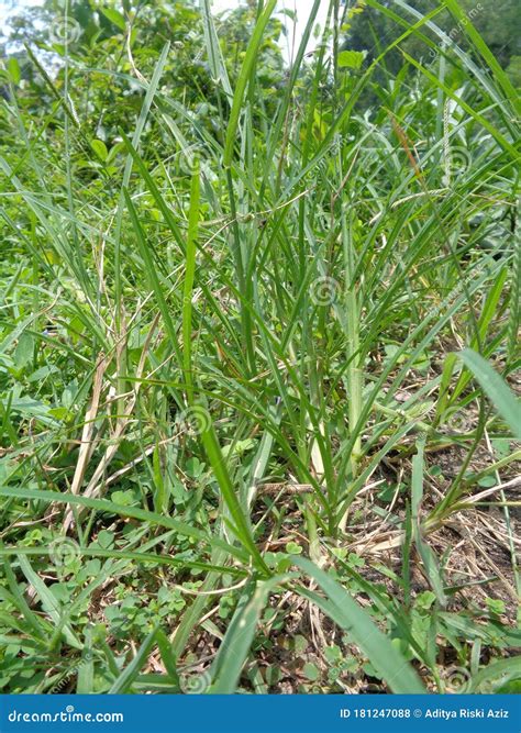 Close Up Green Eleusine Indica Indian Goosegrass Yard Grass