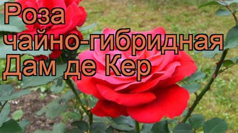 Роза чайно-гибридная Дам де Кер (dame de couer) 🌿 обзор: как сажать ...