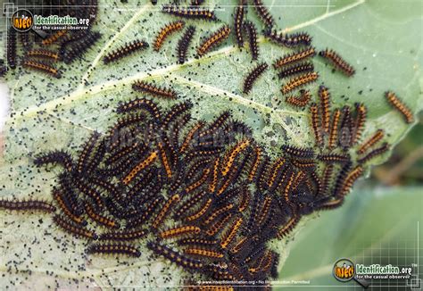 Bordered Patch Butterfly