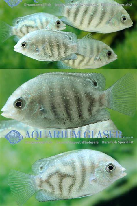 Triportheus Rotundatus Artofit