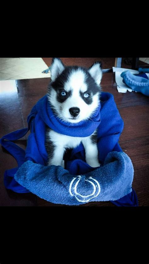 Colts Smallest Fan