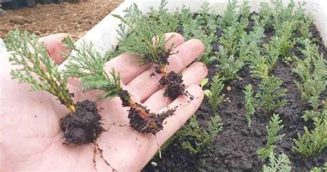 How To Propagate Cypress And Thuja A Gardeners Guide Tipsin The Garden